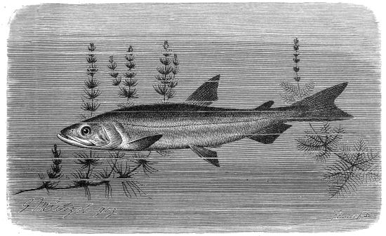 Fish European Smelt Osmerus Eperlanus European Editorial Stock Photo ...