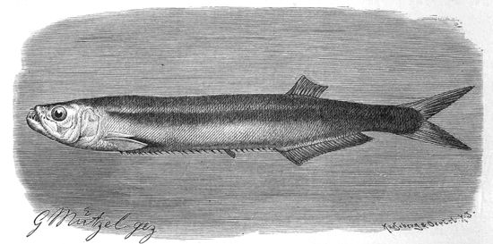 Fish Wolf Herring Dorab Dorab Wolf Editorial Stock Photo - Stock Image ...
