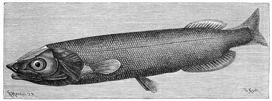 Fish Black Baldy Alepocephalus Niger Historic Editorial Stock Photo ...