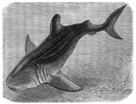 Fish Whale Shark Rough Shark Rhinodon Editorial Stock Photo - Stock ...