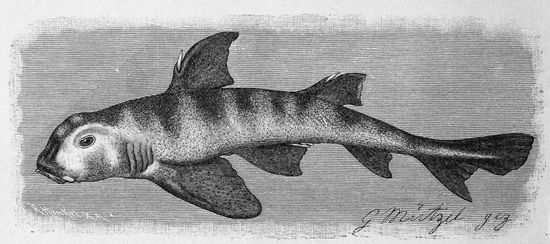 Fish Philipps Mastiff Shark Cestracion Philippi Editorial Stock Photo ...