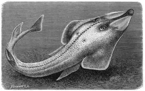 Fish Halavi Guitarfish Glaucostegus Halavi Syn Editorial Stock Photo ...