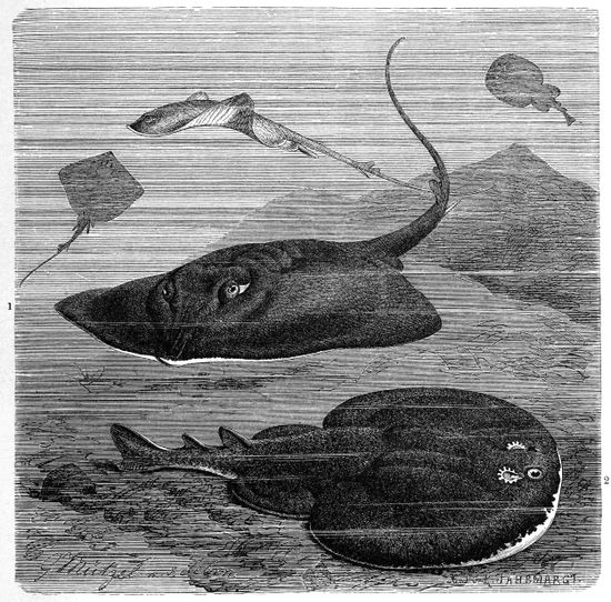 Fish 1 Common Skate Dipturus Batis Editorial Stock Photo - Stock Image ...
