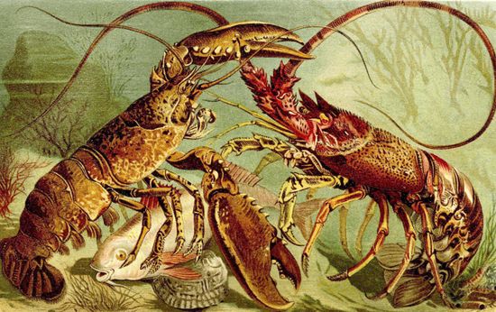 European Crayfish Homarus Gammarus Caribbean Crayfish Editorial Stock ...