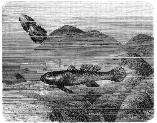 Fish Monkey Goby Neogobius Fluviatilis Species Editorial Stock Photo ...