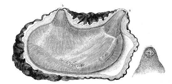 Ascidia Microcosmus Genus Sea Squirts Historic Editorial Stock Photo ...