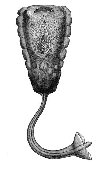 Hypobythius Calycodes Historic Digitally Restored Reproduction ...