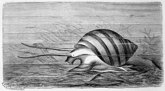 Banded Crested Snail Lacuna Divaricata Historic Editorial Stock Photo ...