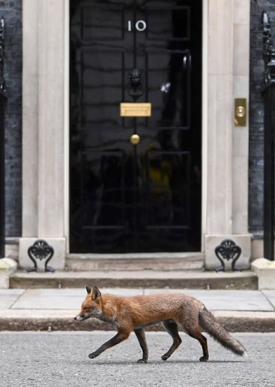 Fox Passes Door During Cabinet Meeting Editorial Stock Photo - Stock ...