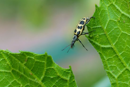 Pollen Beetle Astylus Atromaculatus Feeding On Editorial Stock Photo ...