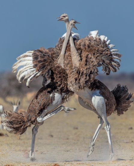 Pictured Two Muns Fighting Two Female Editorial Stock Photo - Stock ...