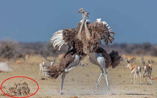 Pictured Two Muns Fighting Chicks Circled Editorial Stock Photo - Stock ...