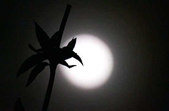 Misty Aura Surrounds Waxing Gibbous Moon Editorial Stock Photo - Stock ...