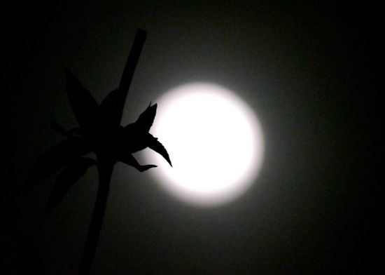 Misty Aura Surrounds Waxing Gibbous Moon Editorial Stock Photo - Stock ...