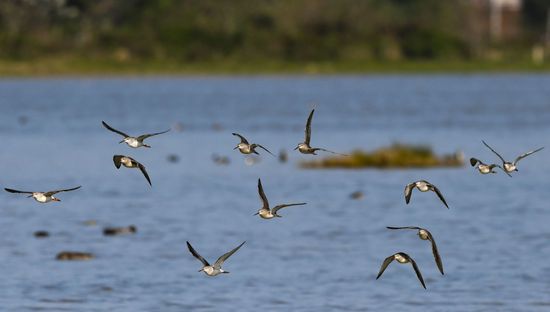 Flock Spotted Redshanks Observed Dongzhaigang National Editorial Stock ...