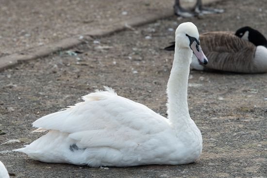 Swan Showing Signs Bird Flu By Editorial Stock Photo - Stock Image ...
