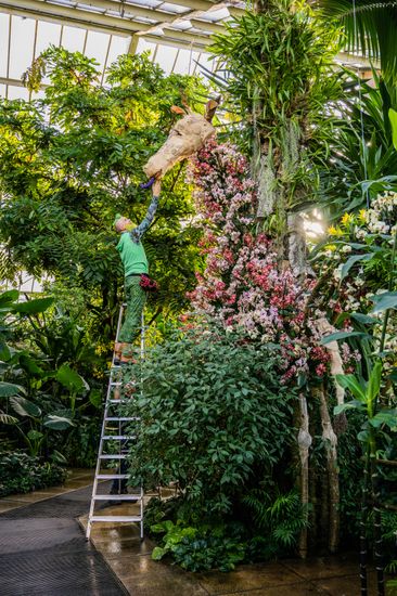 Henck Rolling Inhouse Floristtends Giant Giraffes Editorial Stock Photo ...