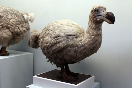 Life Size Realistic Models Dodo Natural Editorial Stock Photo - Stock ...