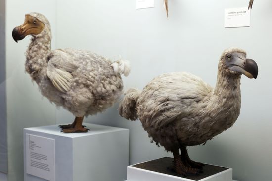 Life Size Realistic Models Dodo Natural Editorial Stock Photo - Stock ...
