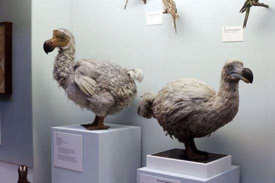 Life Size Realistic Models Dodo Natural Editorial Stock Photo - Stock ...