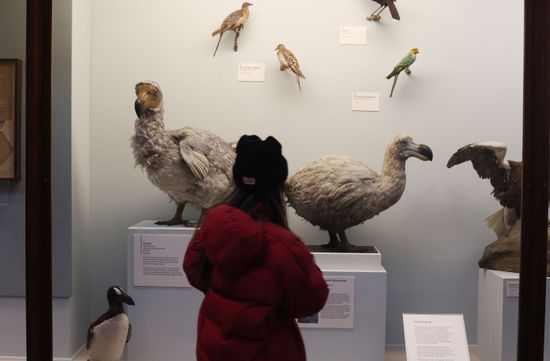 Life Size Realistic Models Dodo Natural Editorial Stock Photo - Stock ...