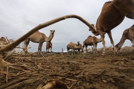 Palestinian Camel Herder Leads His Animals Editorial Stock Photo ...