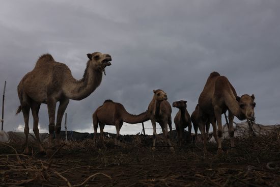 Palestinian Camel Herder Leads His Animals Editorial Stock Photo ...