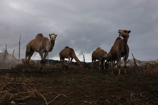 Palestinian Camel Herder Leads His Animals Editorial Stock Photo ...
