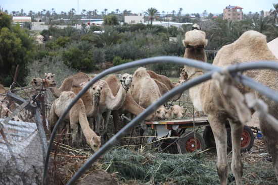 Palestinian Camel Herder Leads His Animals Editorial Stock Photo ...
