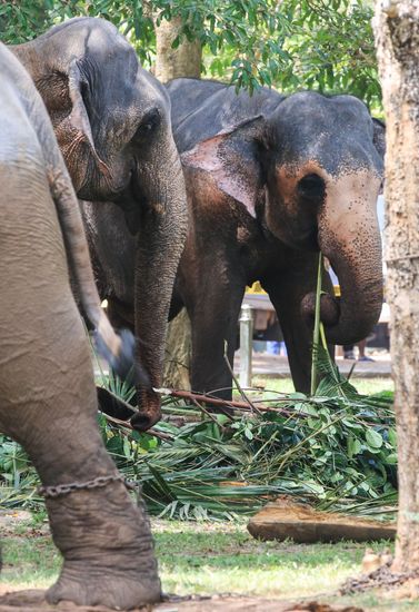 Elephant Gestures Public Park Ahead Annual Editorial Stock Photo ...