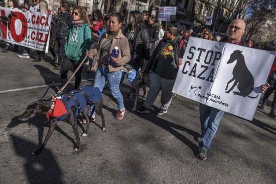 Protesters March Their Pet Dogs Hold Editorial Stock Photo - Stock ...