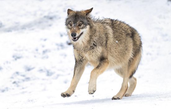 Algonquin Wolf Canis Lupus Lycaon Running Editorial Stock Photo - Stock ...