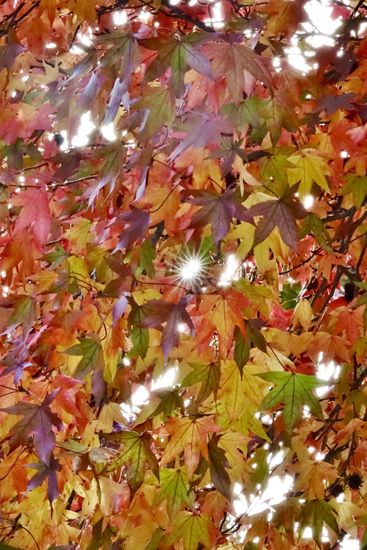 Magnificent Amber Trees Liquidambar Styraciflu Glow Editorial Stock ...