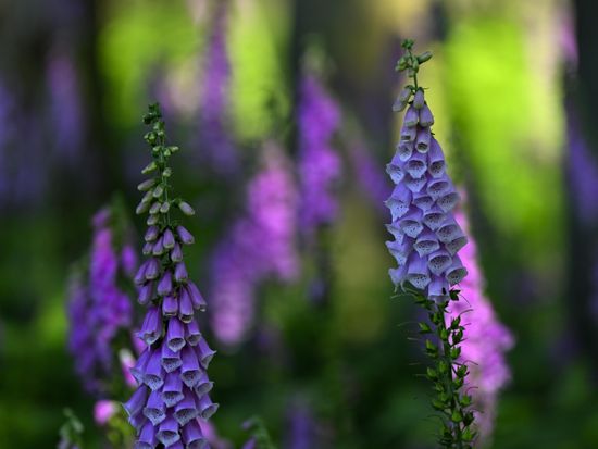 Red Digitalis Minor Digitalis Purpurea Lower Editorial Stock Photo ...