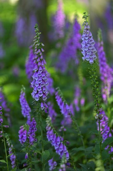 Red Digitalis Minor Digitalis Purpurea Lower Editorial Stock Photo ...