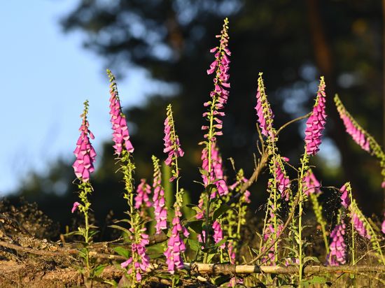 Red Digitalis Minor Digitalis Purpurea Lower Editorial Stock Photo ...