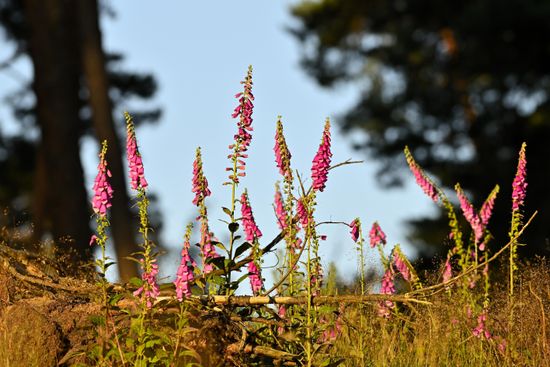Red Digitalis Minor Digitalis Purpurea Lower Editorial Stock Photo ...