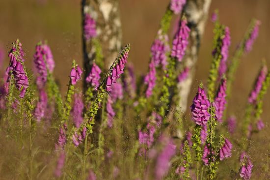 Red Digitalis Minor Digitalis Purpurea Lower Editorial Stock Photo ...