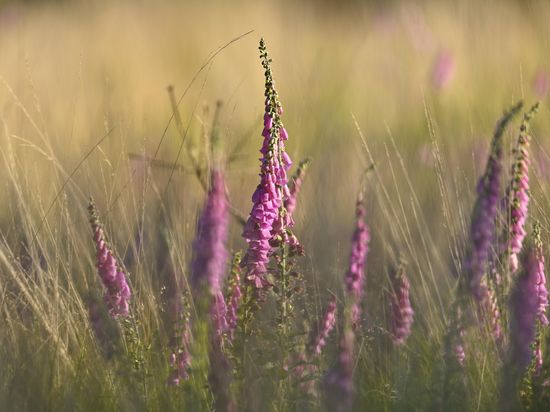 Red Digitalis Minor Digitalis Purpurea Lower Editorial Stock Photo ...