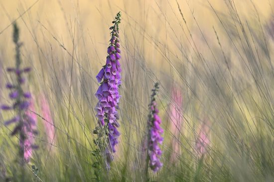 Red Digitalis Minor Digitalis Purpurea Lower Editorial Stock Photo ...