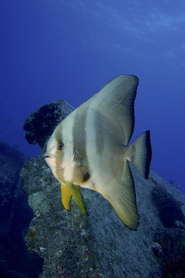 Juvenile Roundhead Batfish Platax Orbicularis On Editorial Stock Photo ...
