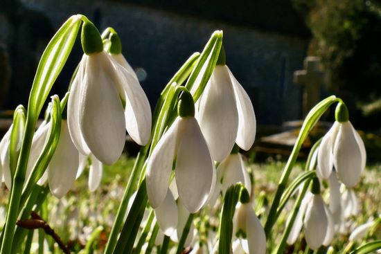 Snowdrops Aconites Sunshine Snowdrop Festival Swycombes Editorial Stock ...