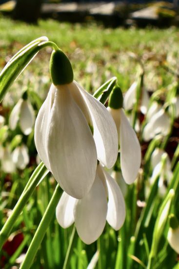 Snowdrops Aconites Sunshine Snowdrop Festival Swycombes Editorial Stock ...