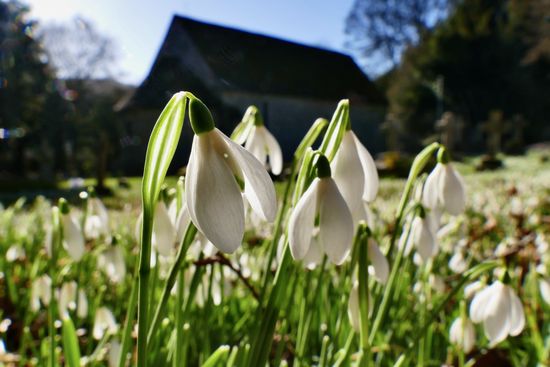 Snowdrops Aconites Sunshine Snowdrop Festival Swycombes Editorial Stock ...