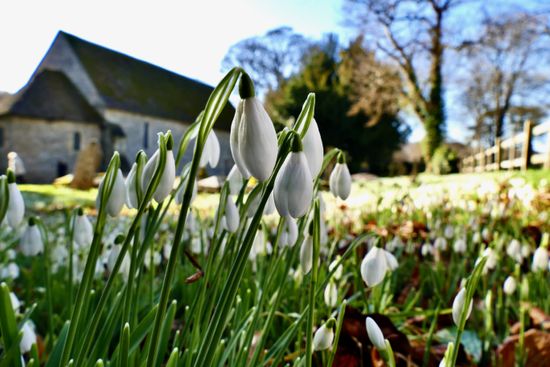 Snowdrops Aconites Sunshine Snowdrop Festival Swycombes Editorial Stock ...