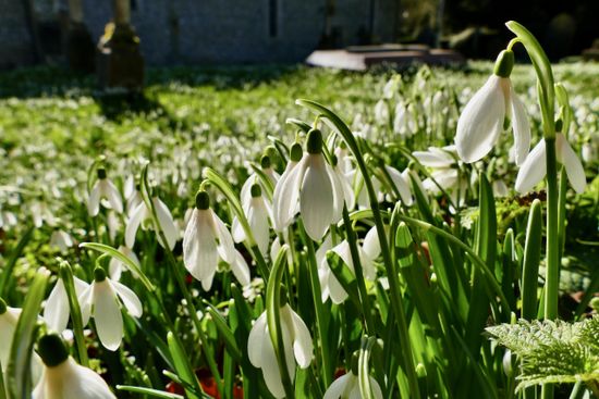 Snowdrops Aconites Sunshine Snowdrop Festival Swycombes Editorial Stock ...