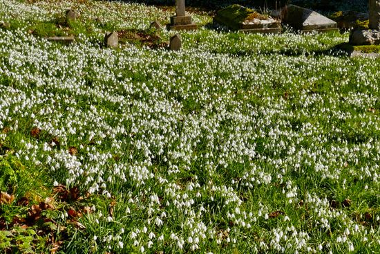 Snowdrops Aconites Sunshine Snowdrop Festival Swycombes Editorial Stock ...