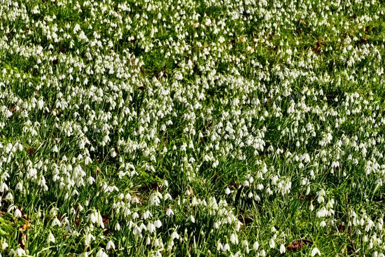 Snowdrops Aconites Sunshine Snowdrop Festival Swycombes Editorial Stock ...