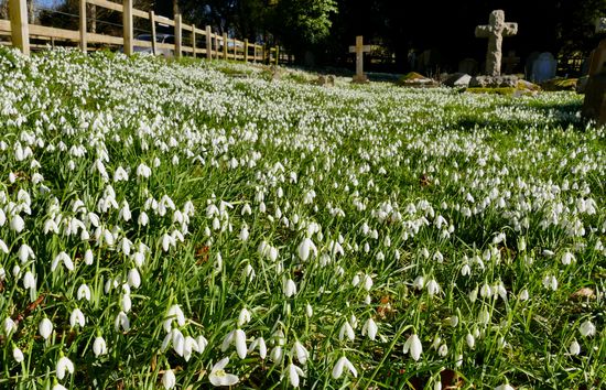 Snowdrops Aconites Sunshine Snowdrop Festival Swycombes Editorial Stock ...