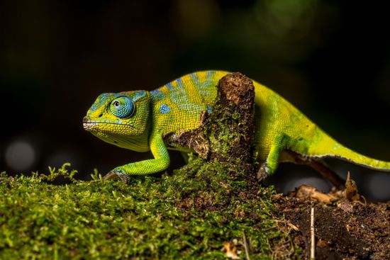 Petters Petters Chameleon Furcifer Petteri Montagne Editorial Stock ...